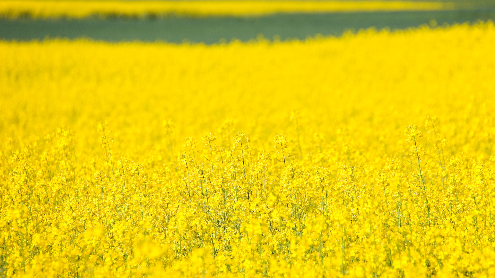 Genetically Modified Organisms (GMO) - CONGEN